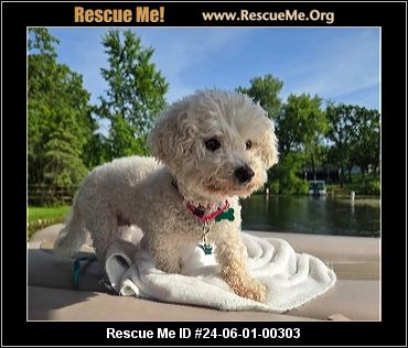 - Wisconsin Bichon Frise Rescue - ADOPTIONS - Rescue Me!