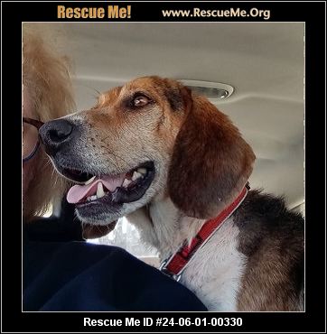 - Pennsylvania Beagle Rescue - ADOPTIONS - Rescue Me!