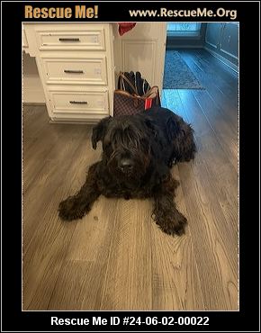 - Texas Schnauzer Rescue - ADOPTIONS - Rescue Me!