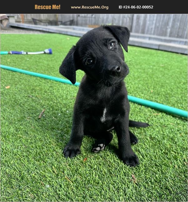 ADOPT 24060200052 ~ Australian Cattle Dog Rescue ~ Oregon