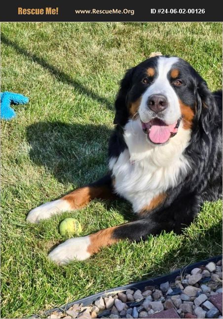 ADOPT 24060200126 ~ Bernese Mountain Dog Rescue ~ Bountiful, UT