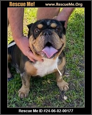 - Florida Bulldog Rescue - ADOPTIONS - Rescue Me!