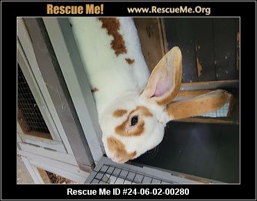 - Washington Rabbit Rescue - ADOPTIONS - Rescue Me!