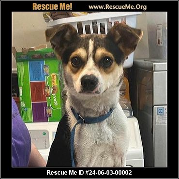 - Virginia Dog Rescue - ADOPTIONS - Rescue Me!