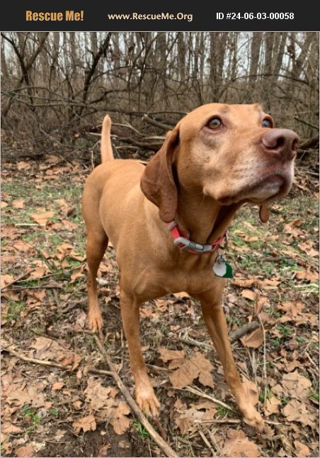 ADOPT 24060300058 ~ Vizsla Rescue ~ Lexington, KY