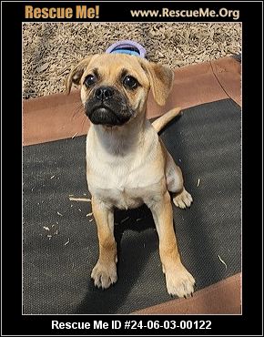 - Oregon Dog Rescue - ADOPTIONS - Rescue Me!