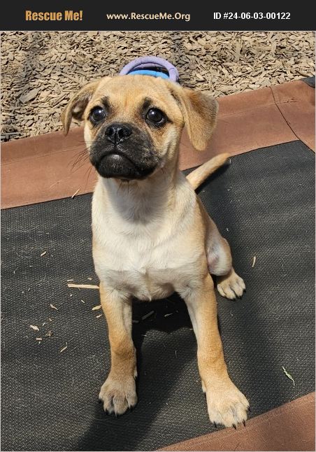 ADOPT 24060300122 ~ Pug Rescue ~ Eugene, OR