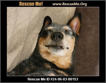 - Alabama Dog Rescue - ADOPTIONS - Rescue Me!