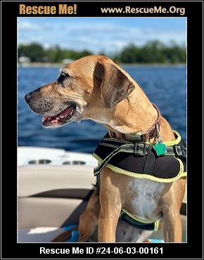 - Florida Rhodesian Ridgeback Rescue - ADOPTIONS - Rescue Me!