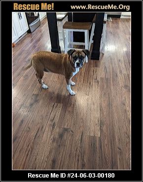 - Missouri Boxer Rescue - ADOPTIONS - Rescue Me!