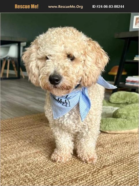 ADOPT 24060300244 ~ Cockapoo Rescue ~ Fort Lauderdale, FL