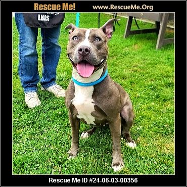 - California Pit Bull Rescue - ADOPTIONS - Rescue Me!