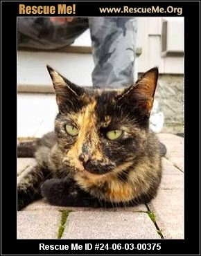 - New York Cat Rescue - ADOPTIONS - Rescue Me!