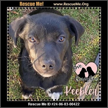 - Arizona Dog Rescue - ADOPTIONS - Rescue Me!