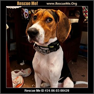 - Tennessee Treeing Walker Coonhound Rescue - ADOPTIONS - Rescue Me!