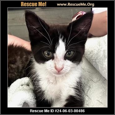 - Virginia Cat Rescue - ADOPTIONS - Rescue Me!