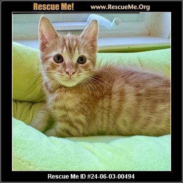 - Virginia Cat Rescue - ADOPTIONS - Rescue Me!