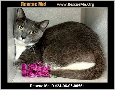 - New York Cat Rescue - ADOPTIONS - Rescue Me!