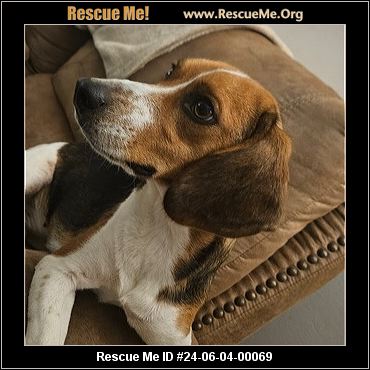 - Pennsylvania Beagle Rescue - ADOPTIONS - Rescue Me!