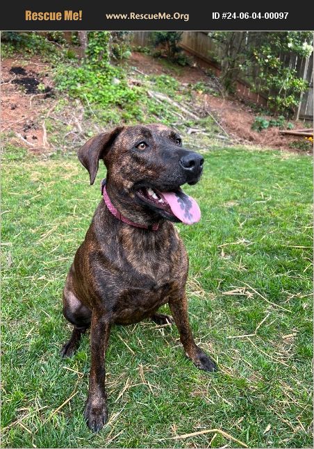 ADOPT 24060400097 ~ Mountain Cur Rescue ~ Cumming, GA