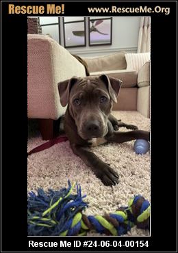 - Pennsylvania Dog Rescue - ADOPTIONS - Rescue Me!