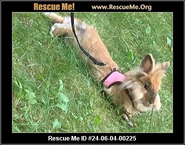 - Wisconsin Rabbit Rescue - ADOPTIONS - Rescue Me!