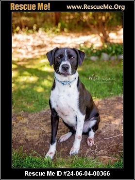 - Massachusetts Lab Rescue - ADOPTIONS - Rescue Me!