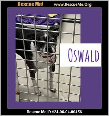 - Georgia Boston Terrier Rescue - ADOPTIONS - Rescue Me!