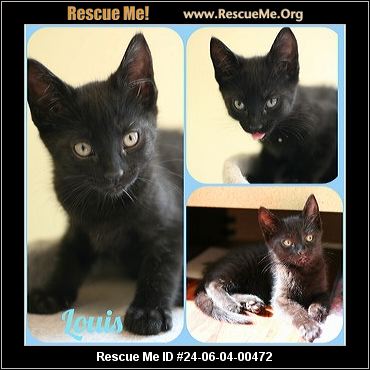 - California Cat Rescue - ADOPTIONS - Rescue Me!