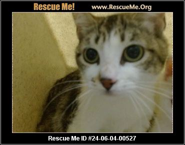- California Cat Rescue - ADOPTIONS - Rescue Me!