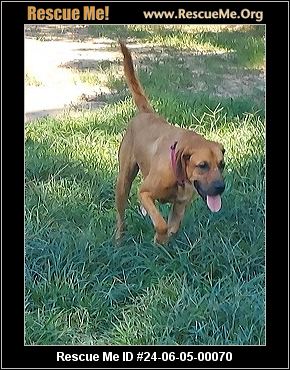 - Missouri Boxer Rescue - ADOPTIONS - Rescue Me!