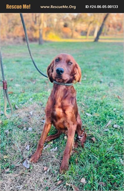 ADOPT 24060500133 ~ Irish Setter Rescue ~ Newtown, PA