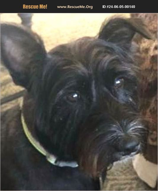 ADOPT 24060500140 ~ Schnauzer Rescue ~ Largo, FL