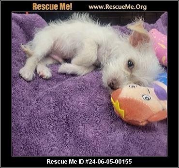 - Illinois Maltese Rescue - ADOPTIONS - Rescue Me!