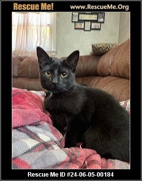 - New Jersey Cat Rescue - ADOPTIONS - Rescue Me!
