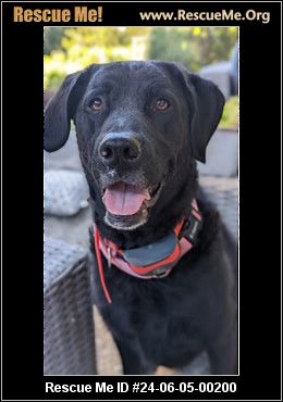 - Washington Dog Rescue - ADOPTIONS - Rescue Me!