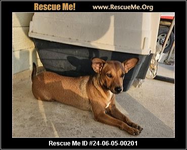 - New Jersey Mutt Rescue - ADOPTIONS - Rescue Me!