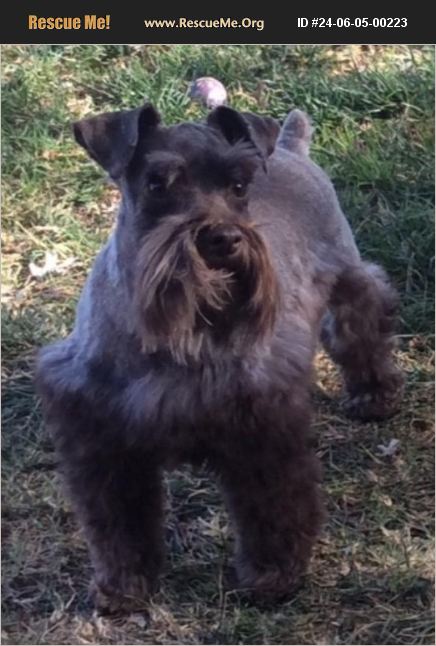 ADOPT 24060500223 ~ Schnauzer Rescue ~ LUBBOCK, TX