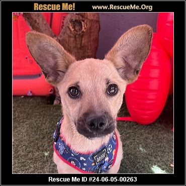 - California Corgi Rescue - ADOPTIONS - Rescue Me!