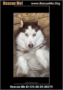 - Virginia Siberian Husky Rescue - ADOPTIONS - Rescue Me!