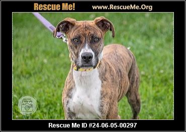 - Pennsylvania Dog Rescue - ADOPTIONS - Rescue Me!