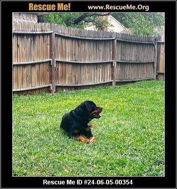 - Texas Rottweiler Rescue - ADOPTIONS - Rescue Me!