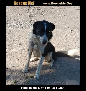 - Idaho Dog Rescue - ADOPTIONS - Rescue Me!