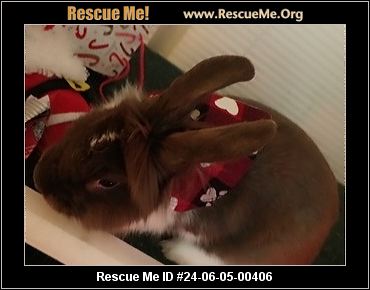 - Pennsylvania Rabbit Rescue - ADOPTIONS - Rescue Me!