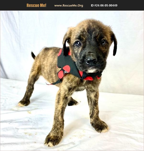ADOPT 24060500449 ~ Mountain Cur Rescue ~ Muskego, WI