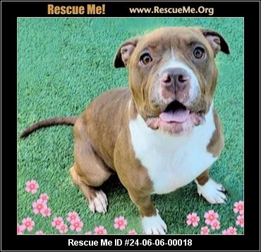 - California American Bulldog Rescue - ADOPTIONS - Rescue Me!
