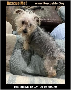 - Texas Yorkie Rescue - ADOPTIONS - Rescue Me!