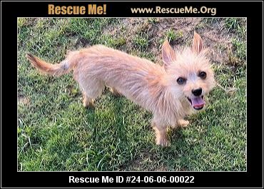 - Texas Yorkie Rescue - ADOPTIONS - Rescue Me!