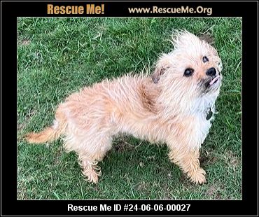 - Texas Yorkie Rescue - ADOPTIONS - Rescue Me!