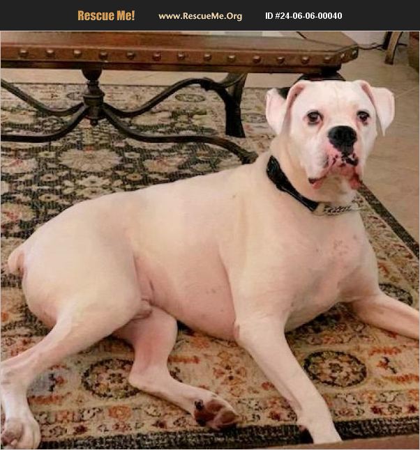 ADOPT 24060600040 ~ Boxer Rescue ~ Tallahassee, FL